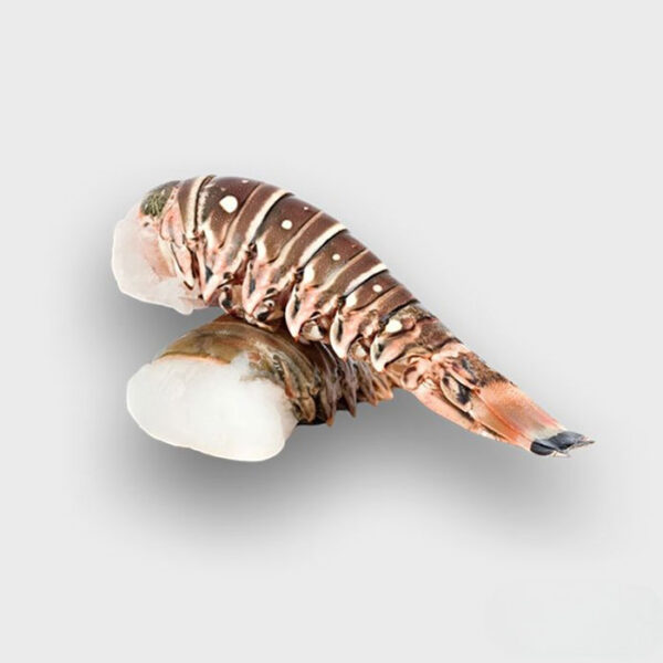 Lobster – Sealand Foods